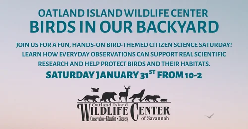 Citizen Science Saturday - Birds in Our Backyard — Official Guides of ...