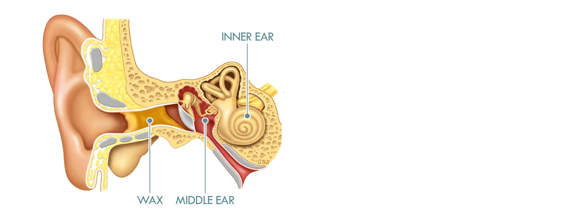 Ear Wax Anatomy