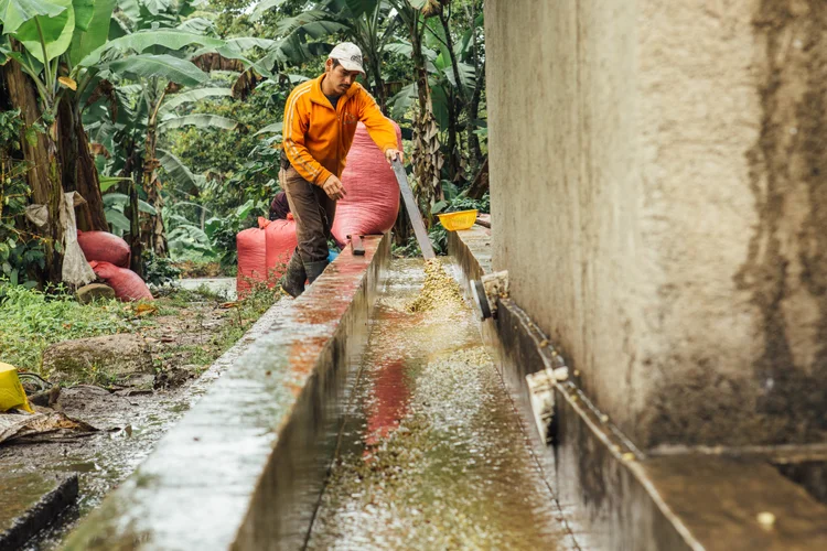 From farm to cup: The Life of a Coffee Bean — Project Waterfall