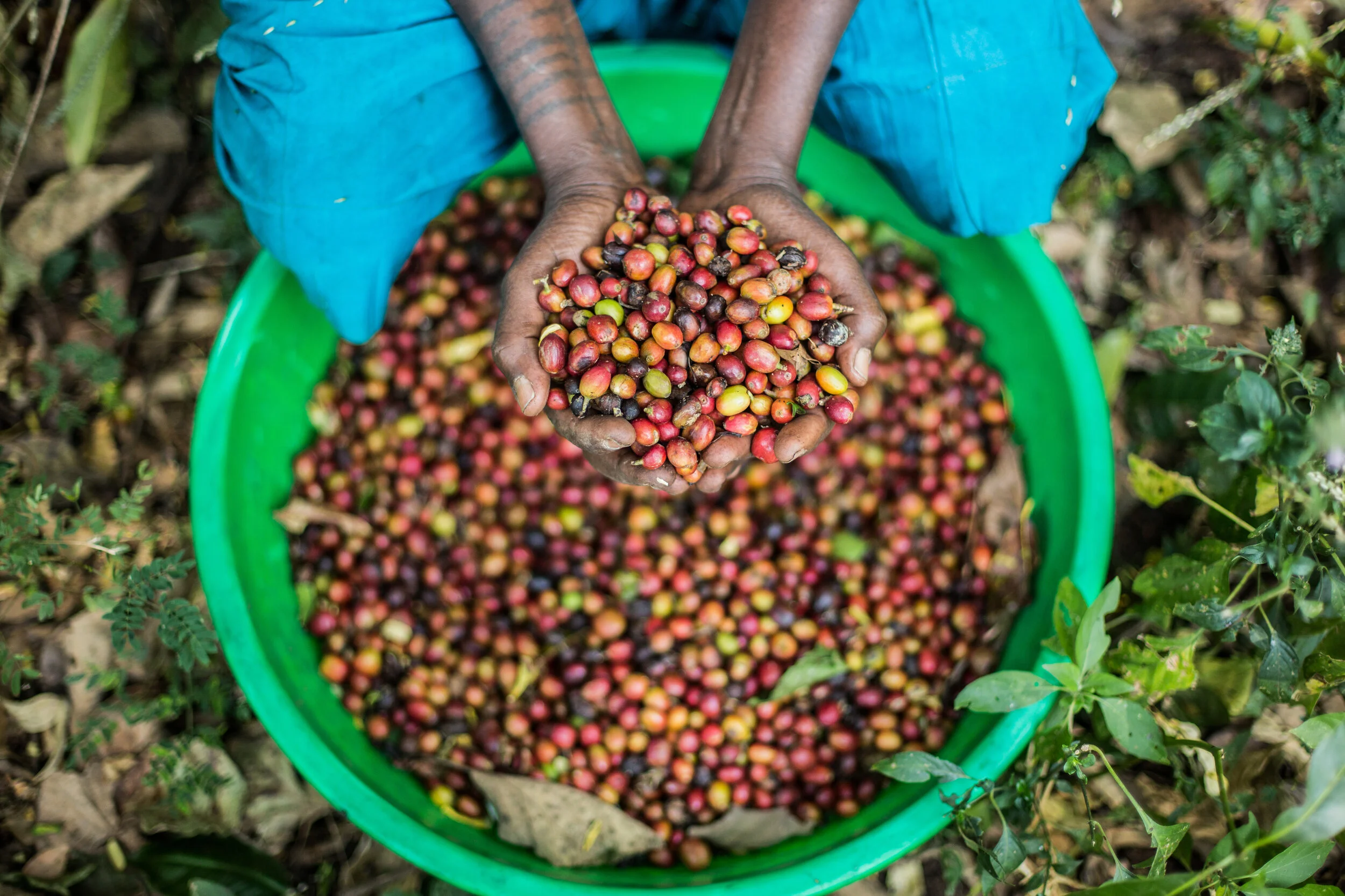 Coffee & Water — Project Waterfall