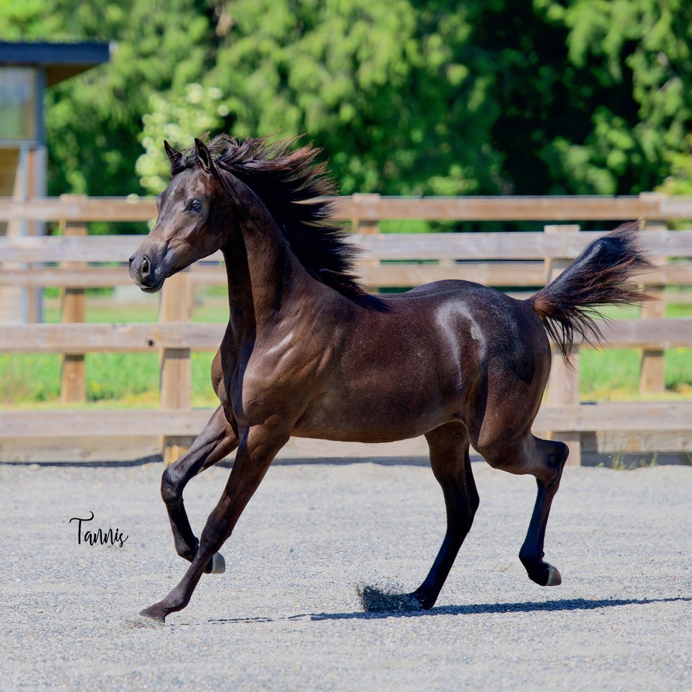 Offered — Artisan Arabians