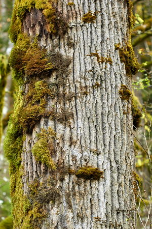 Black Cottonwood Begins the Yearly Harvest Cycle | The School of Forest ...