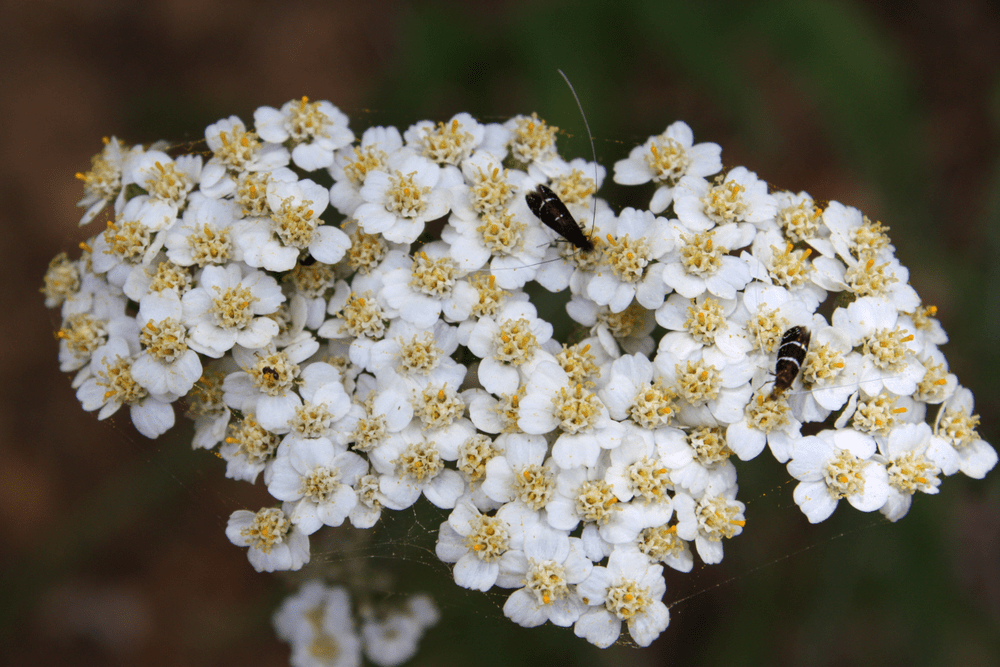 Yarrow | The School of Forest Medicine
