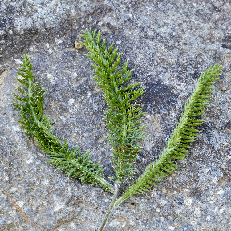Yarrow | The School of Forest Medicine