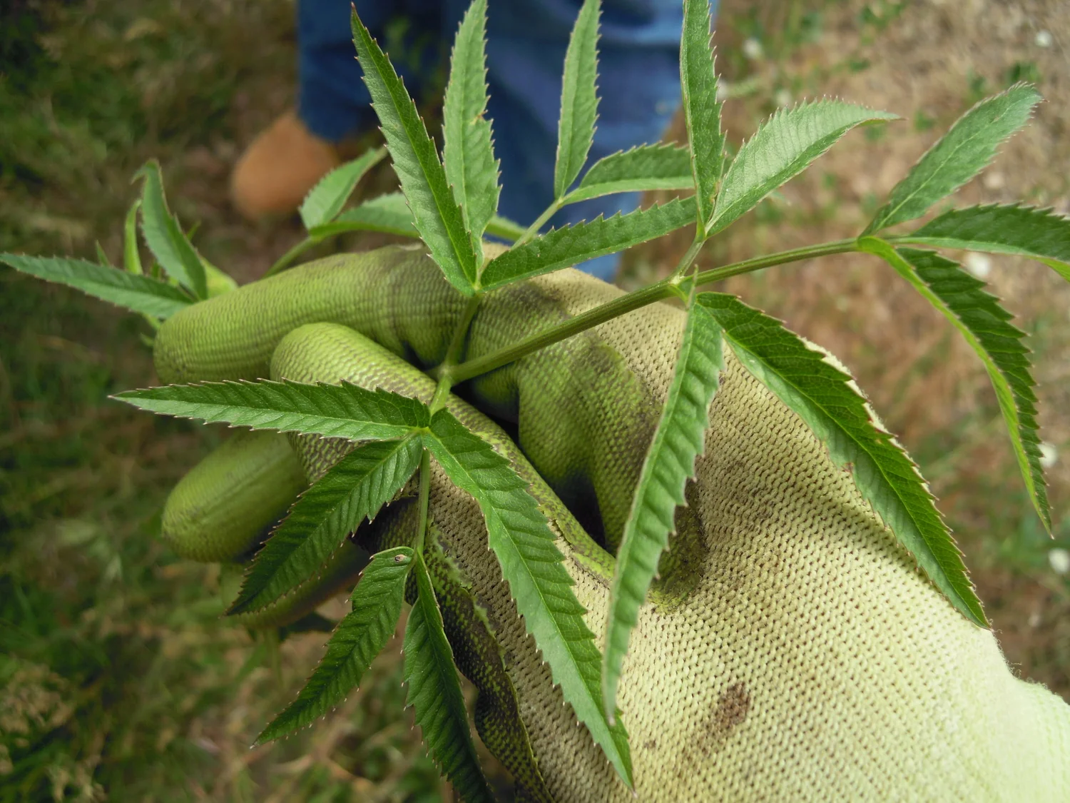 Wildcrafting Basics: Toxic Plants | The School of Forest Medicine