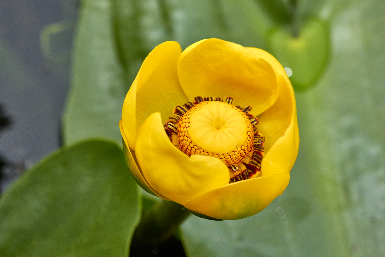 Learn from Plants: Become a Better Human with Botanical Allies | The ...