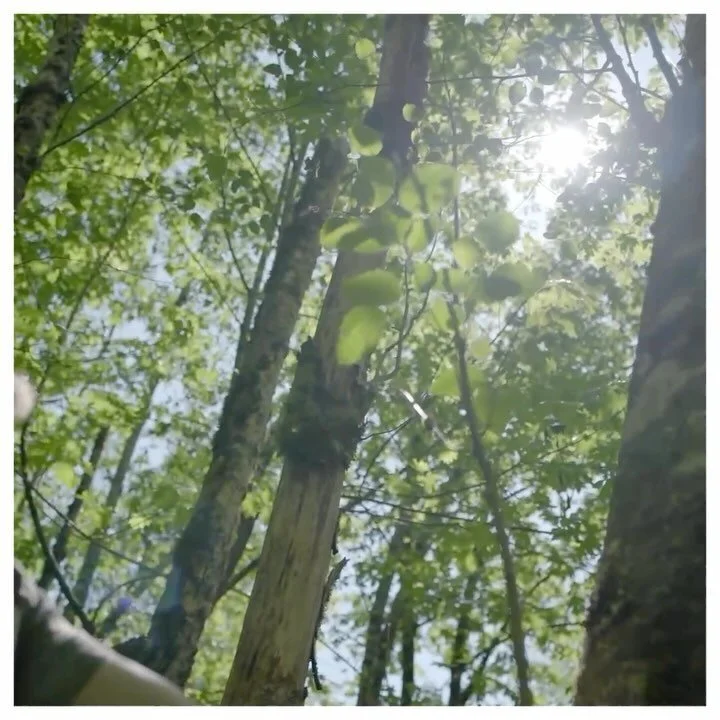 The School of Forest Medicine - Embrace Nature's Healing