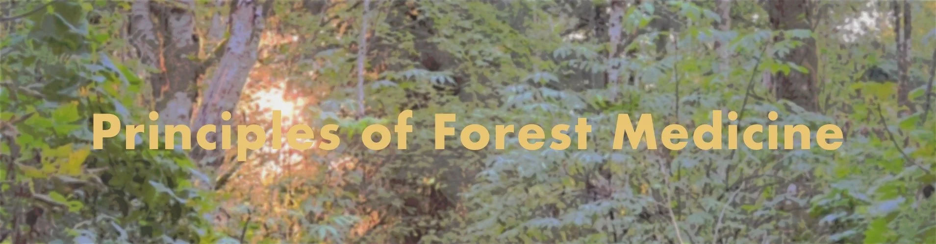 The School of Forest Medicine