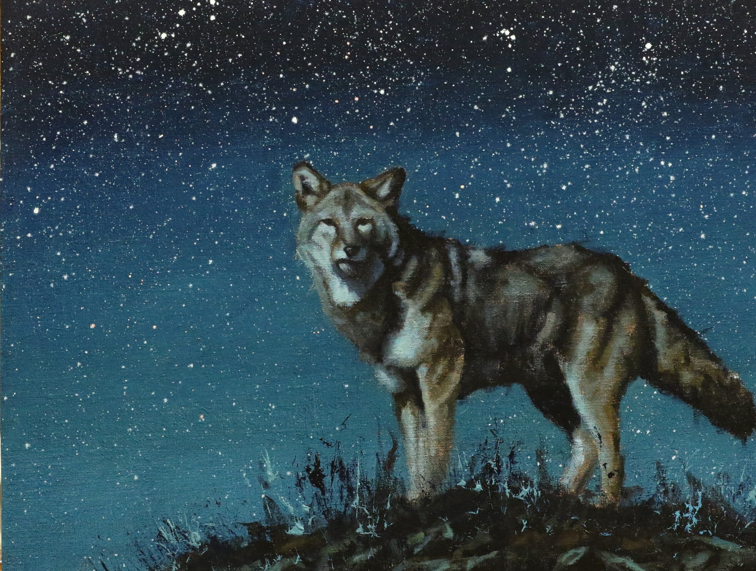 Wildlife — Tobias E. Sauer Fine Art