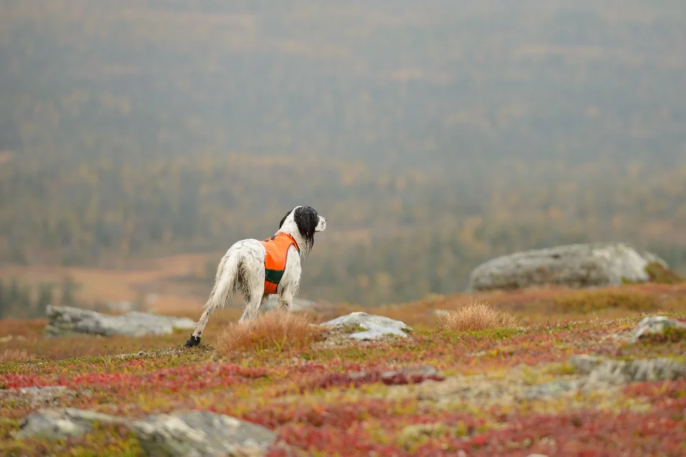 Småviltjakt i Lierne 2023 – Dagskvoter m.m. — Fjellstyrene i Lierne