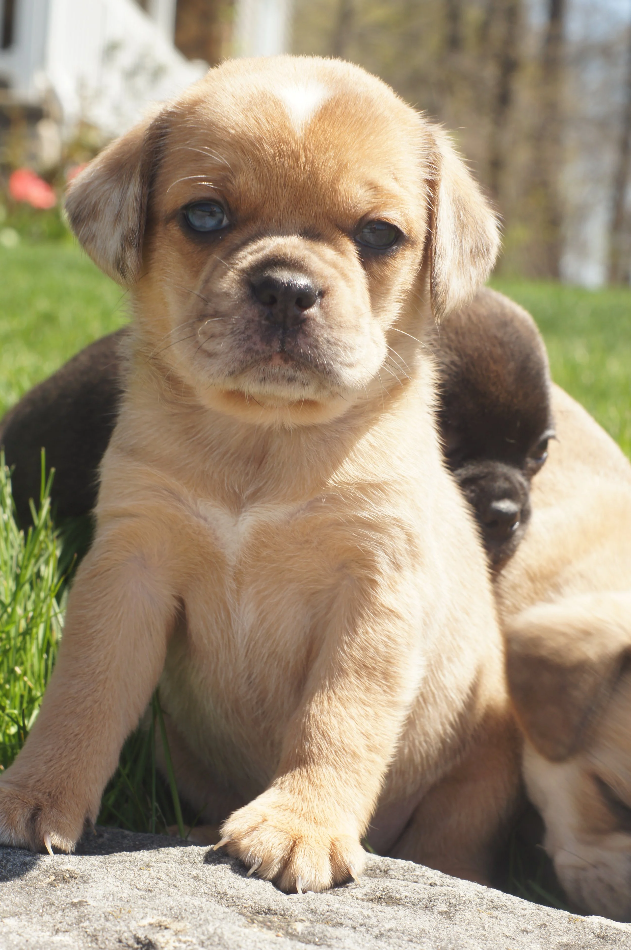 Cute Puggle From our small farm to your home.