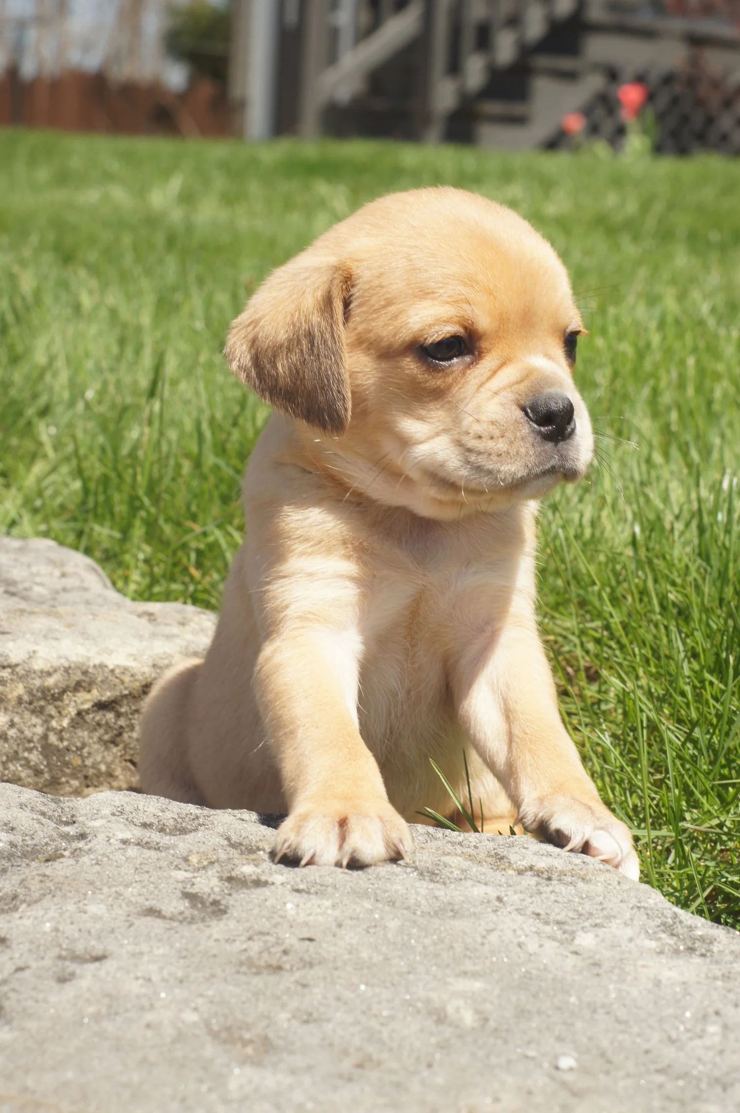 Cute Puggle From our small farm to your home.