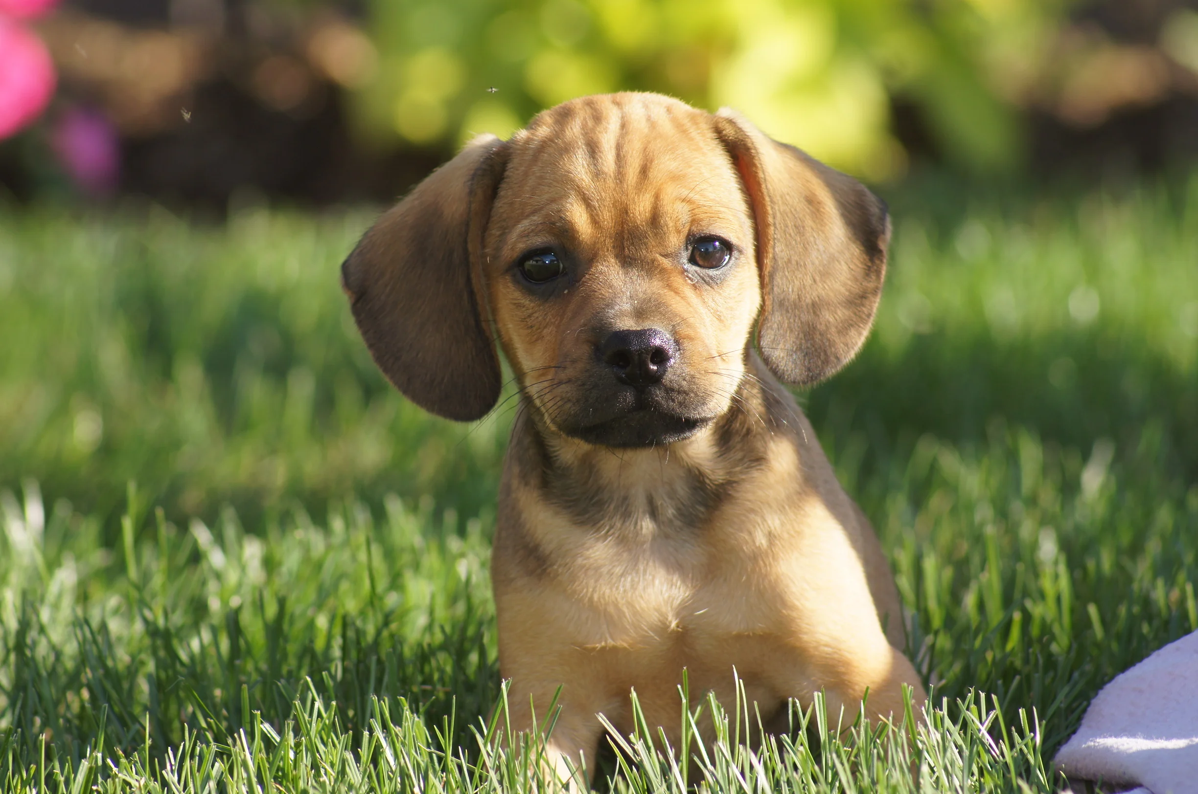 Cute Puggles