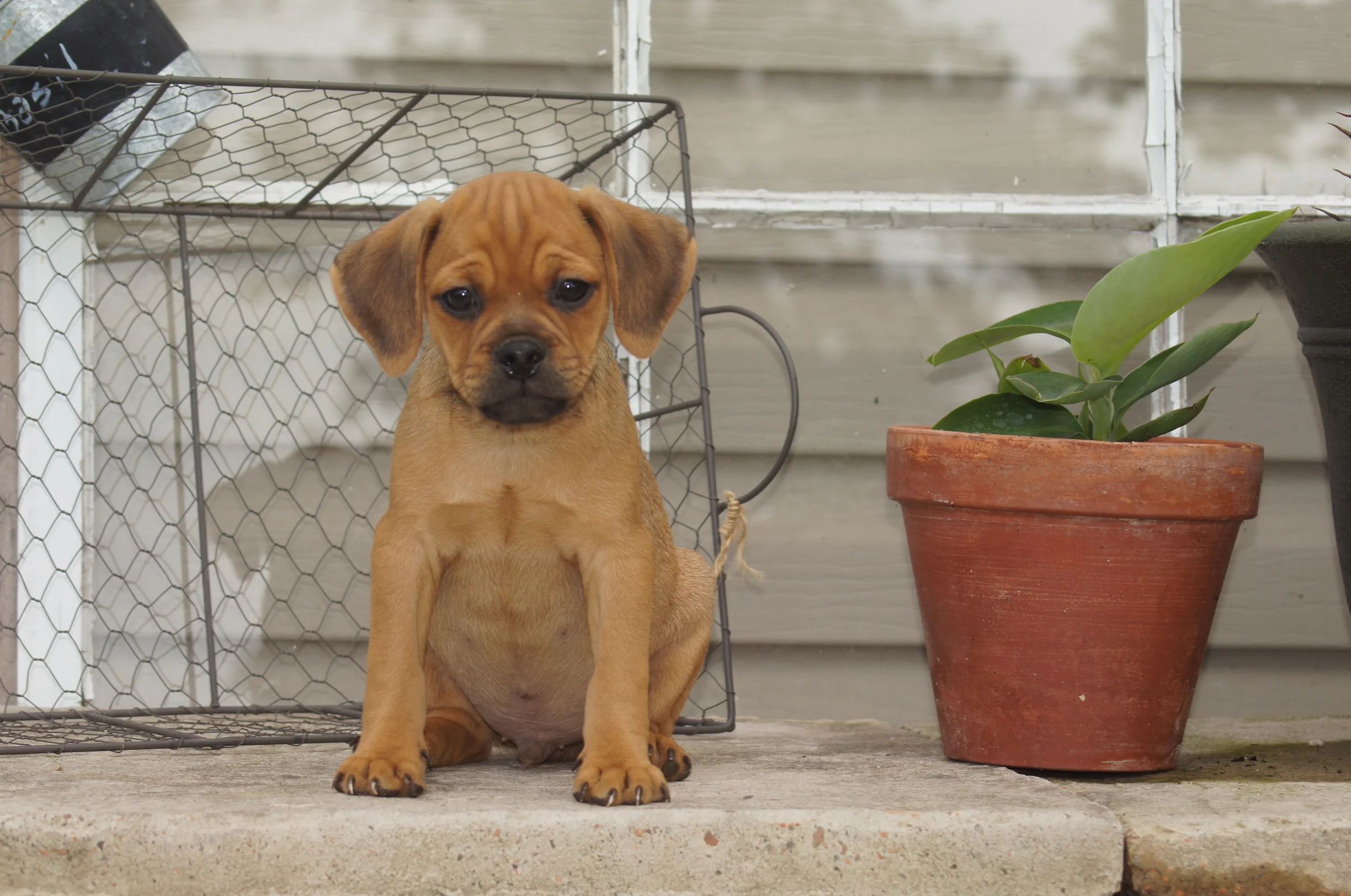 Info — Cute Puggle