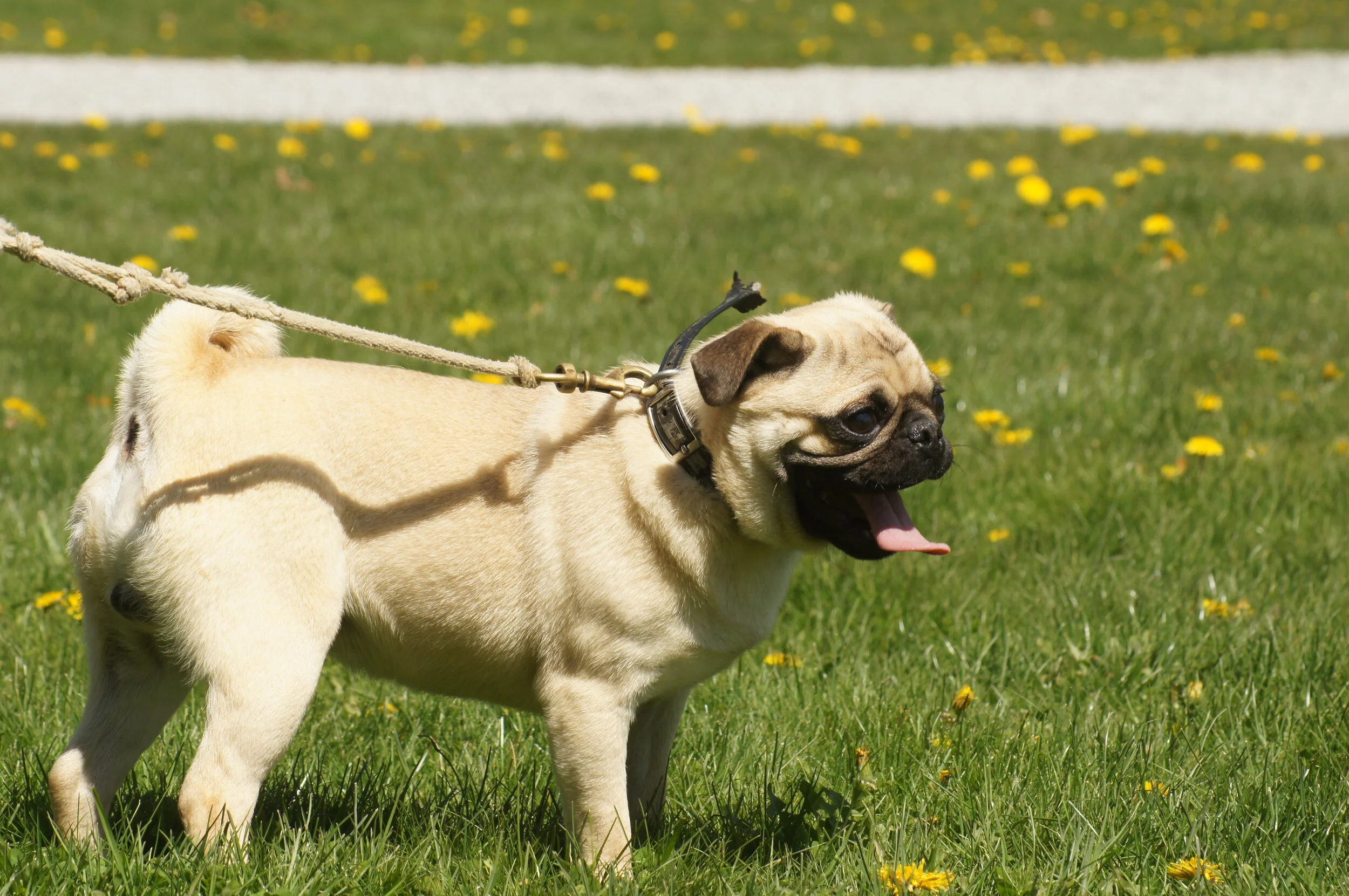 Our Males — Cute Puggle