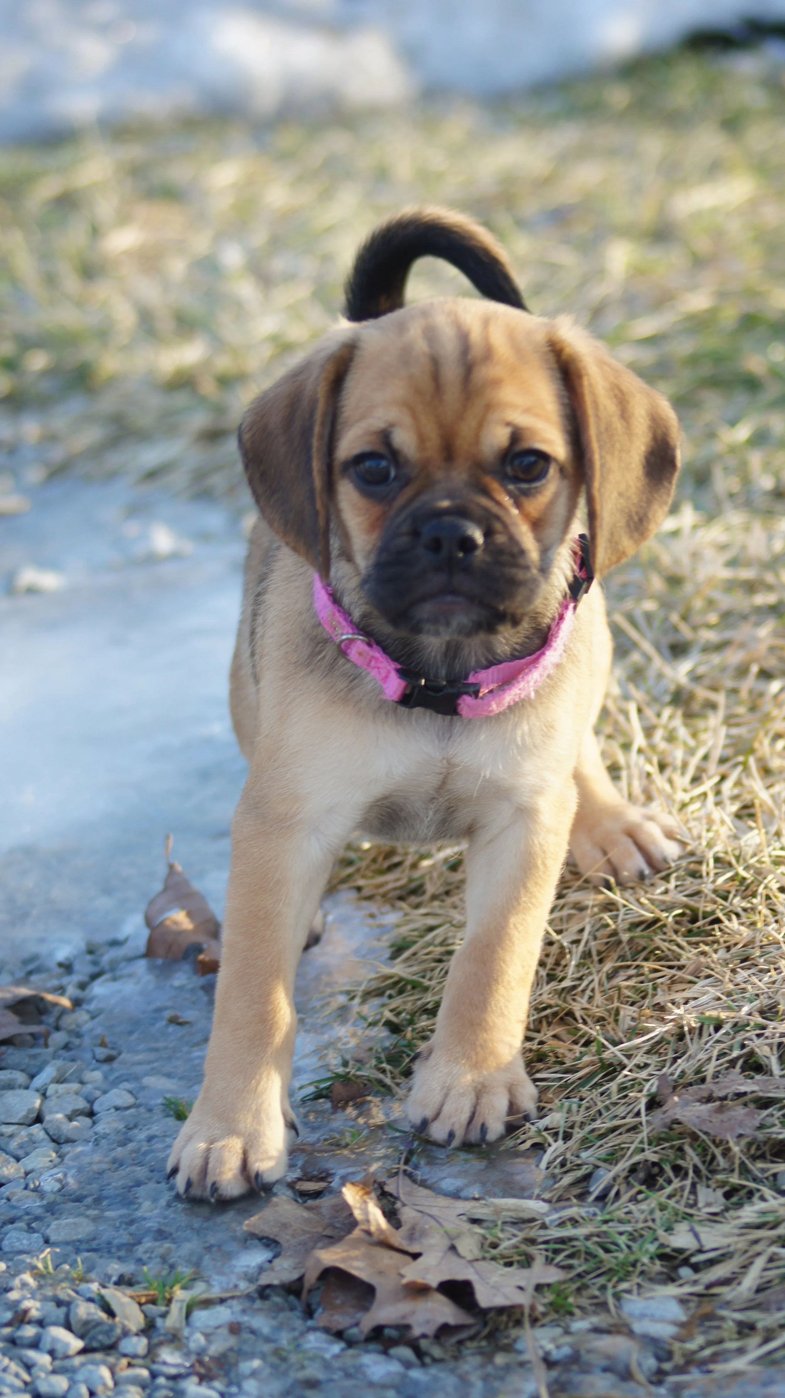 Cute Puggles