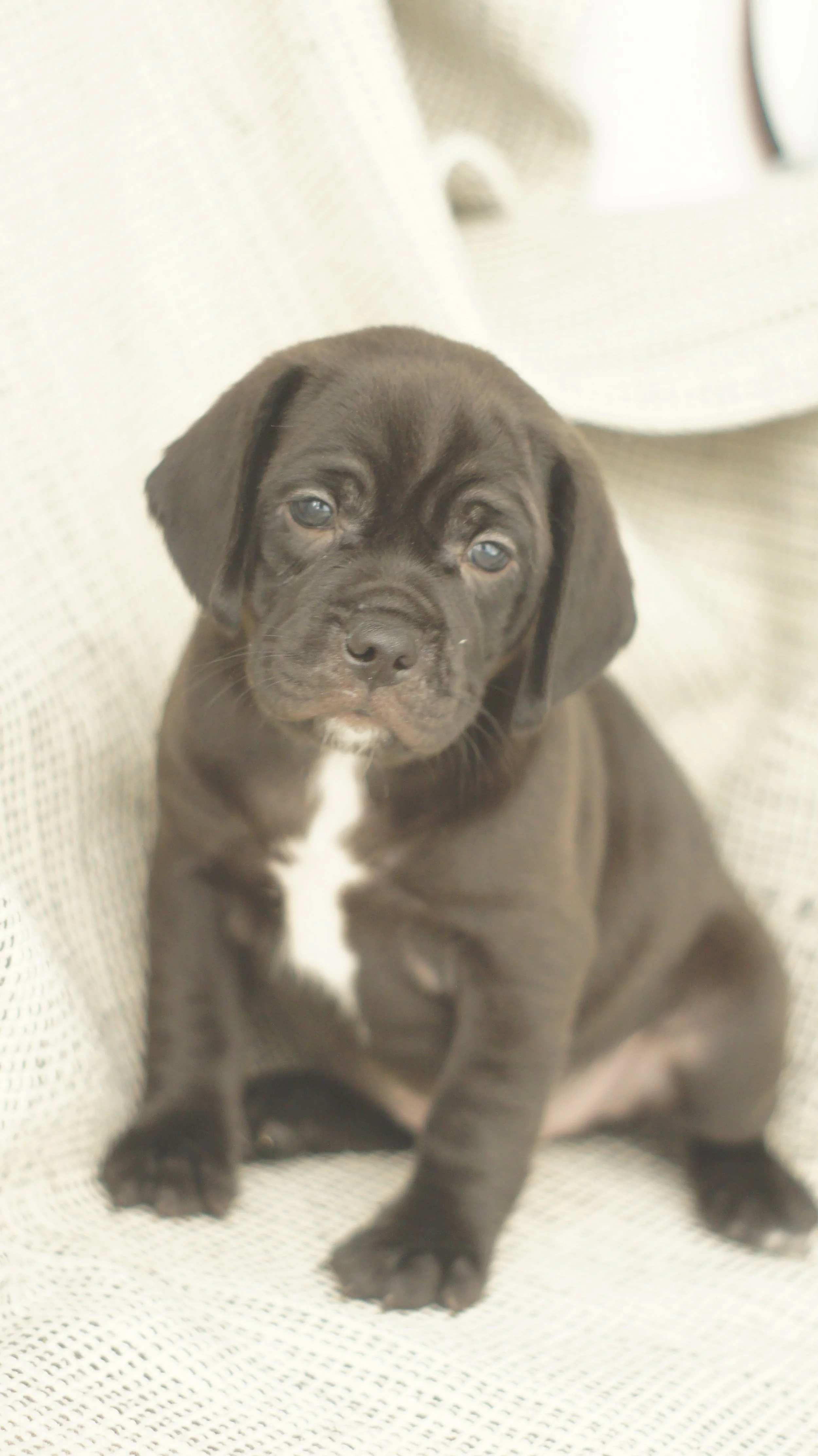 Previous Puppies — Cute Puggle