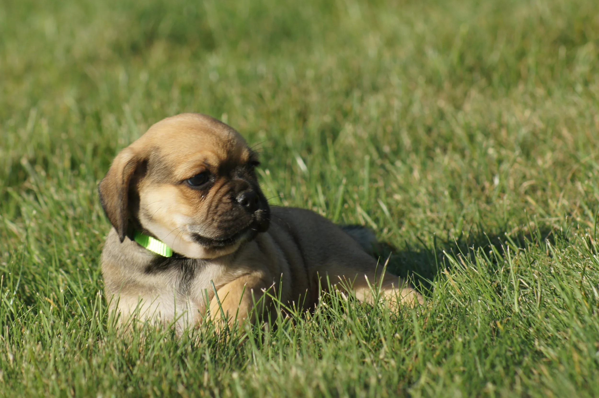 Ava1 — Cute Puggle