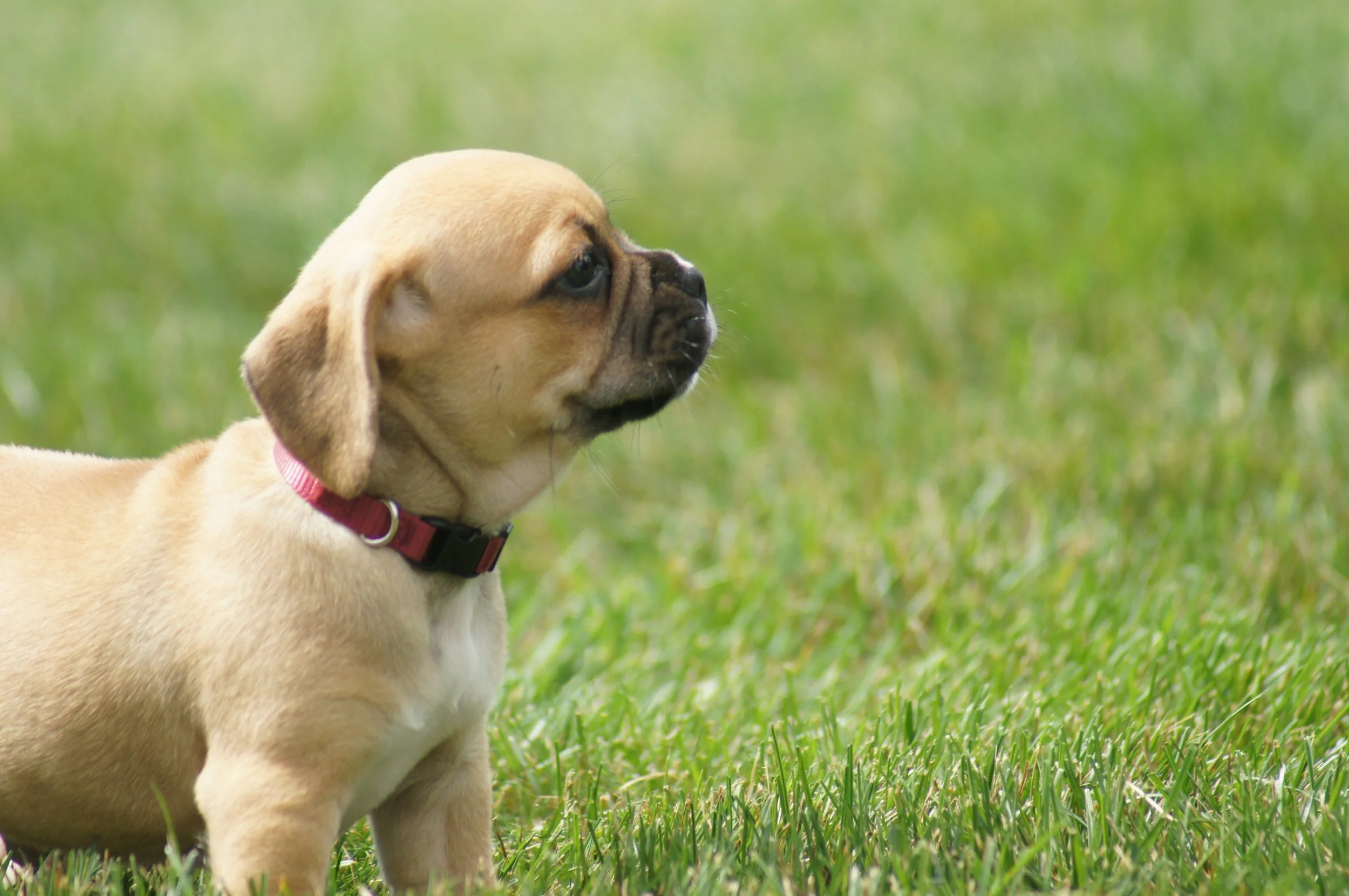 Biscuit1 — Cute Puggle