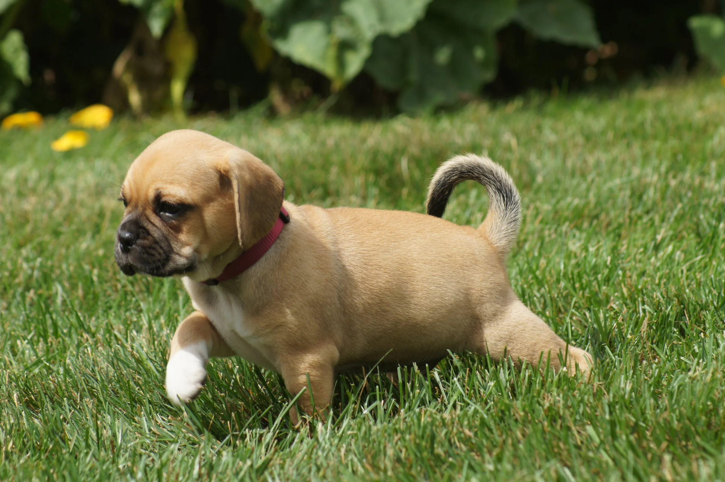 Biscuit1 — Cute Puggle