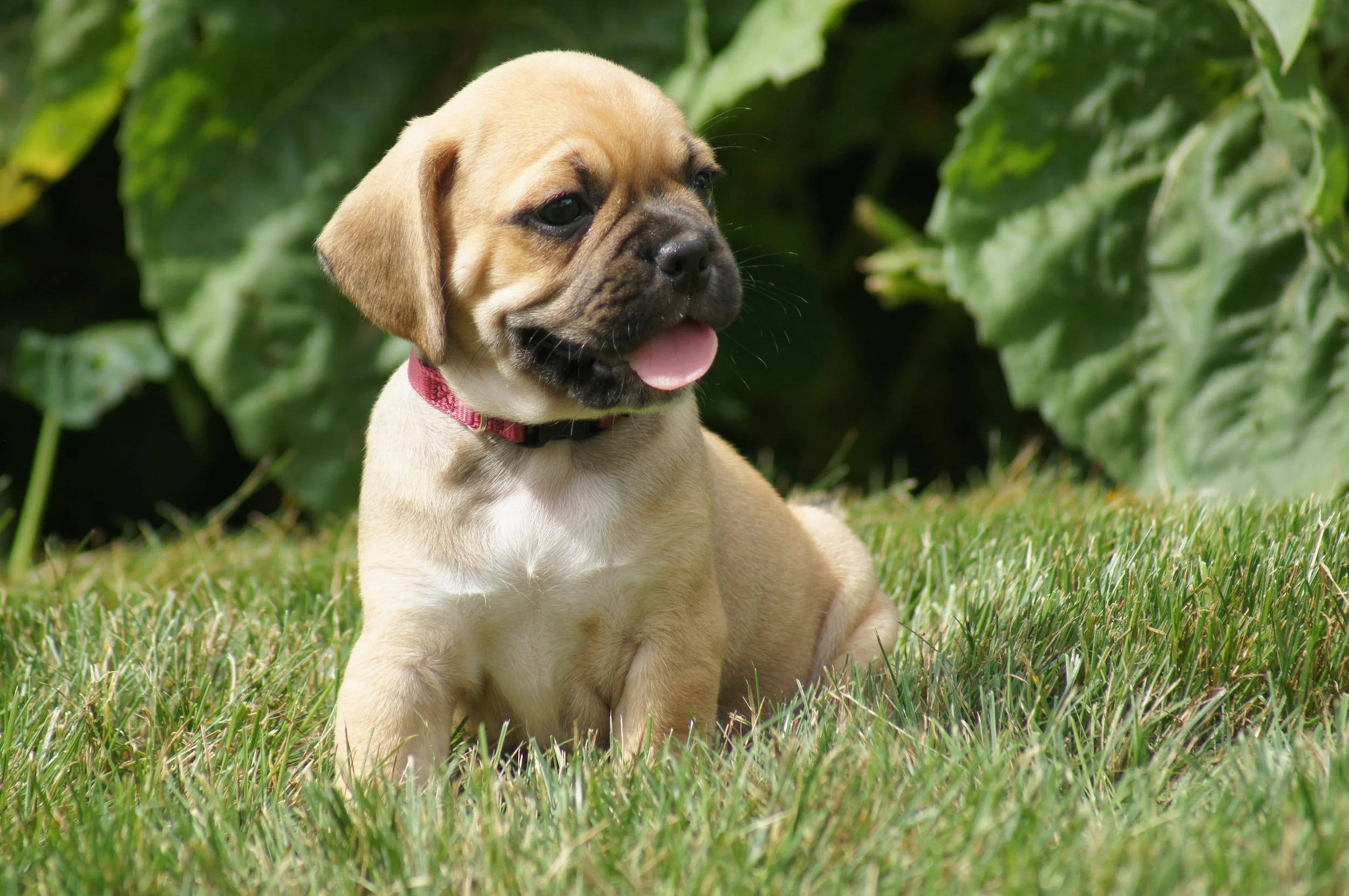 Biscuit1 — Cute Puggle