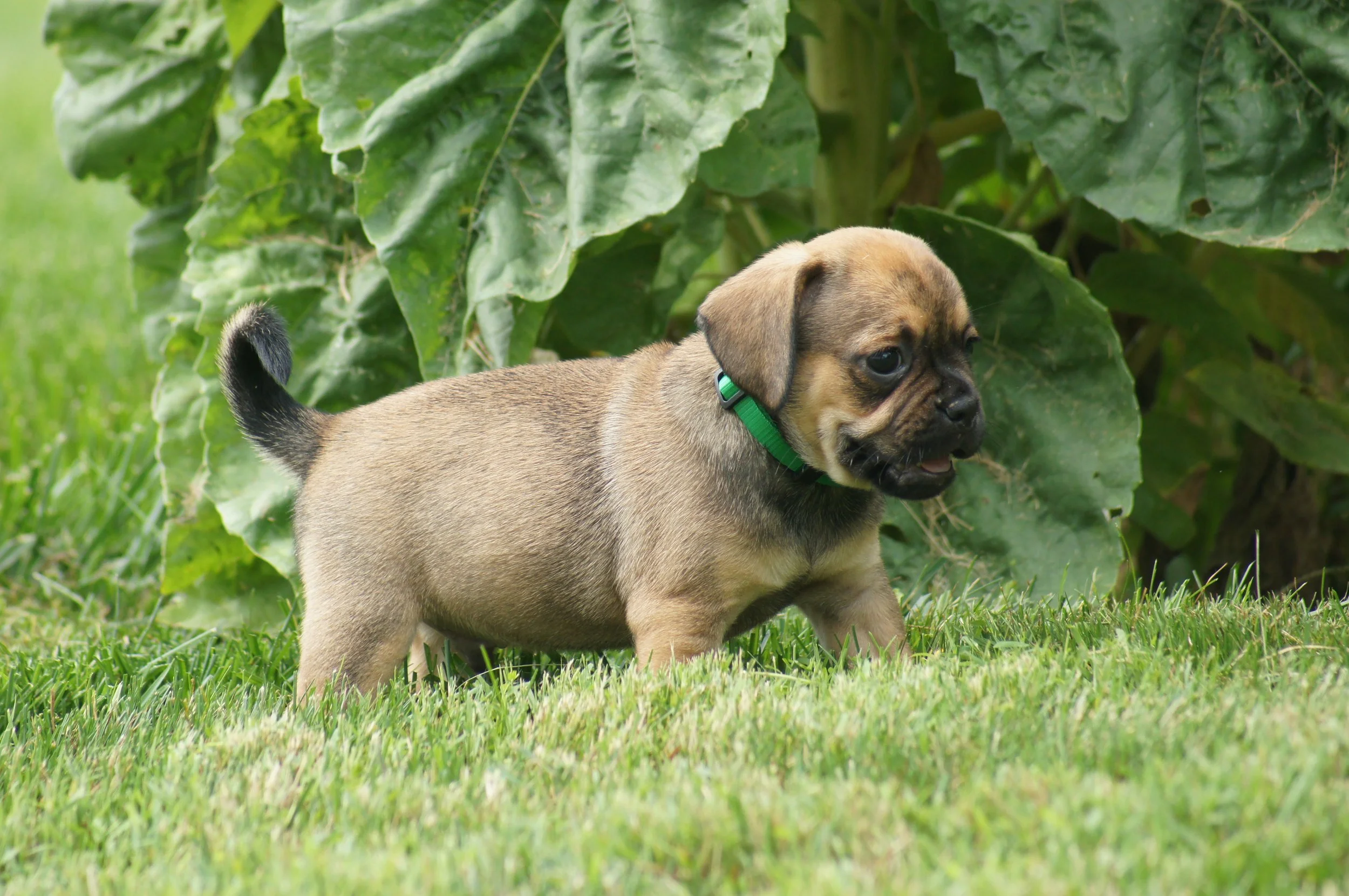 Phoenix1 — Cute Puggle