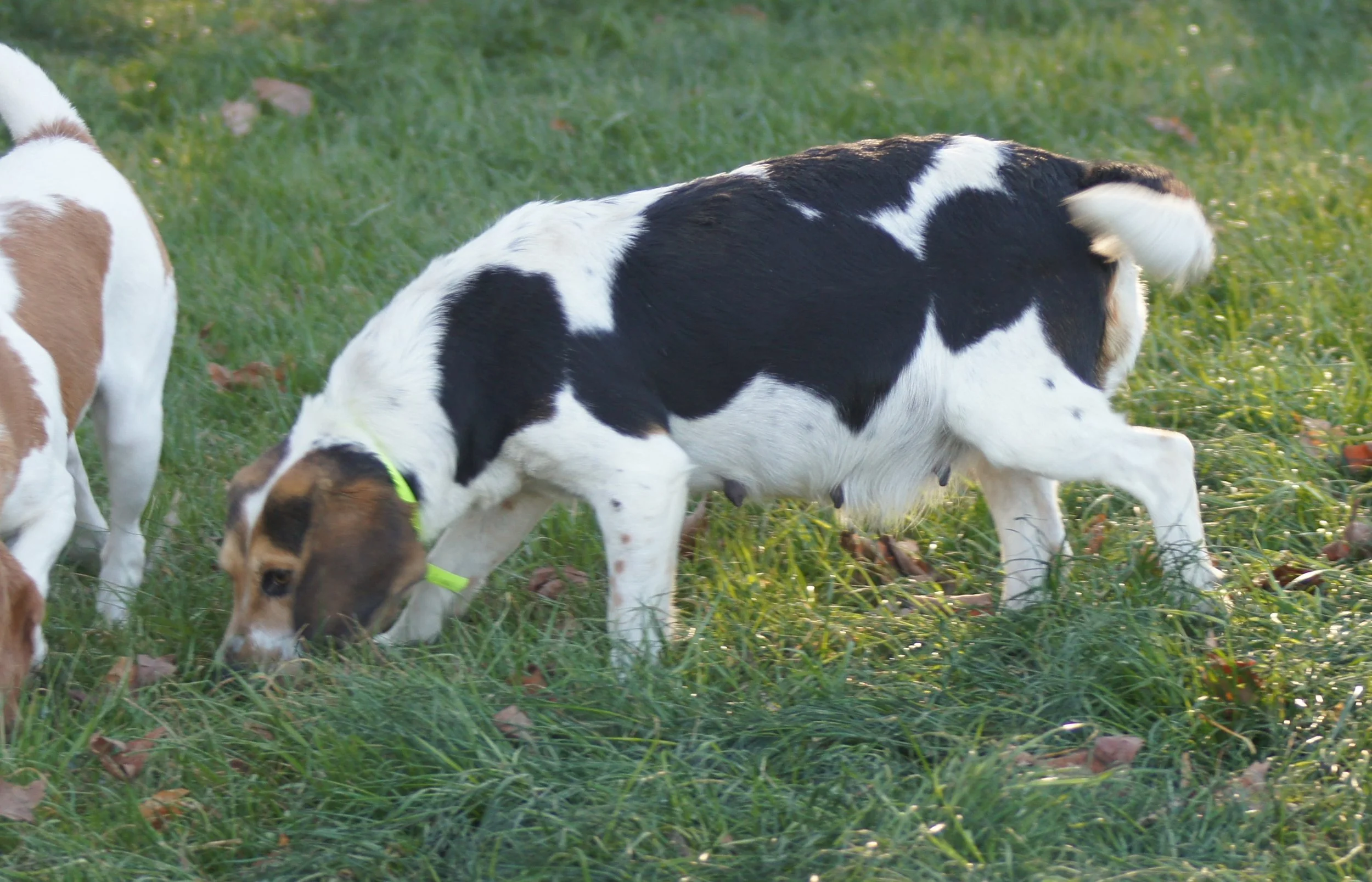 Moms — Cute Puggle