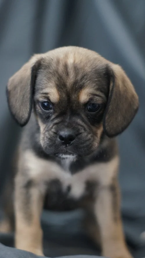 Cute Puggle From our small farm to your home.