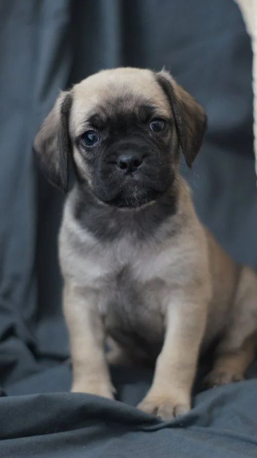 Cute Puggle From our small farm to your home.