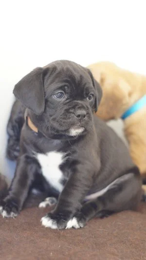 Cute Puggle From our small farm to your home.