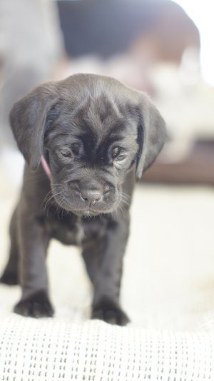 Cute Puggle From our small farm to your home.