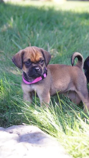 Cute Puggle From our small farm to your home.