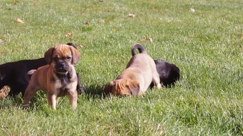 Cute Puggle From our small farm to your home.