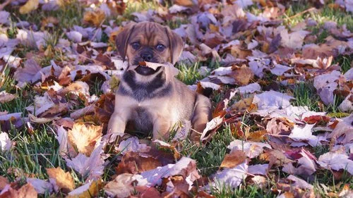 Cute Puggle From our small farm to your home.