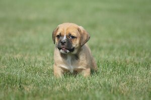 Cute Puggle From our small farm to your home.