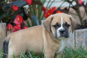 Cute Puggle From our small farm to your home.