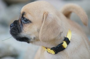 Cute Puggle From our small farm to your home.