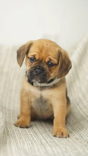 Cute Puggle From our small farm to your home.