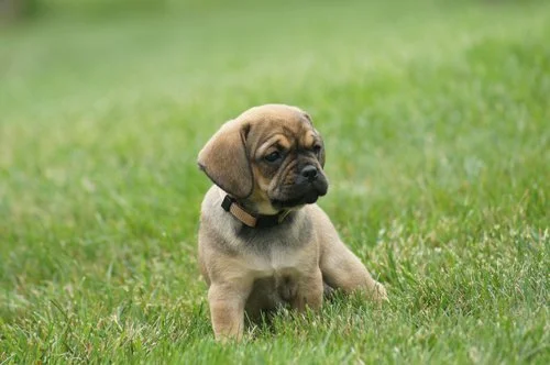 Cute Puggle From our small farm to your home.