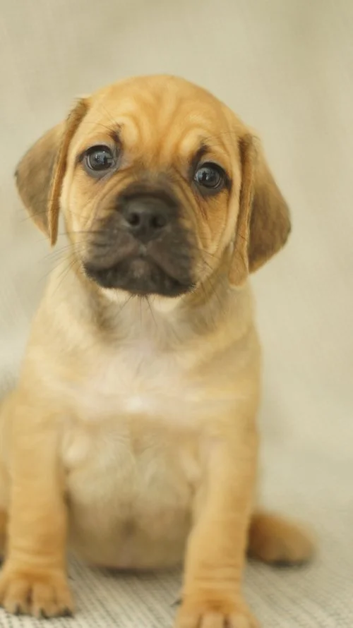 Cute Puggle From our small farm to your home.