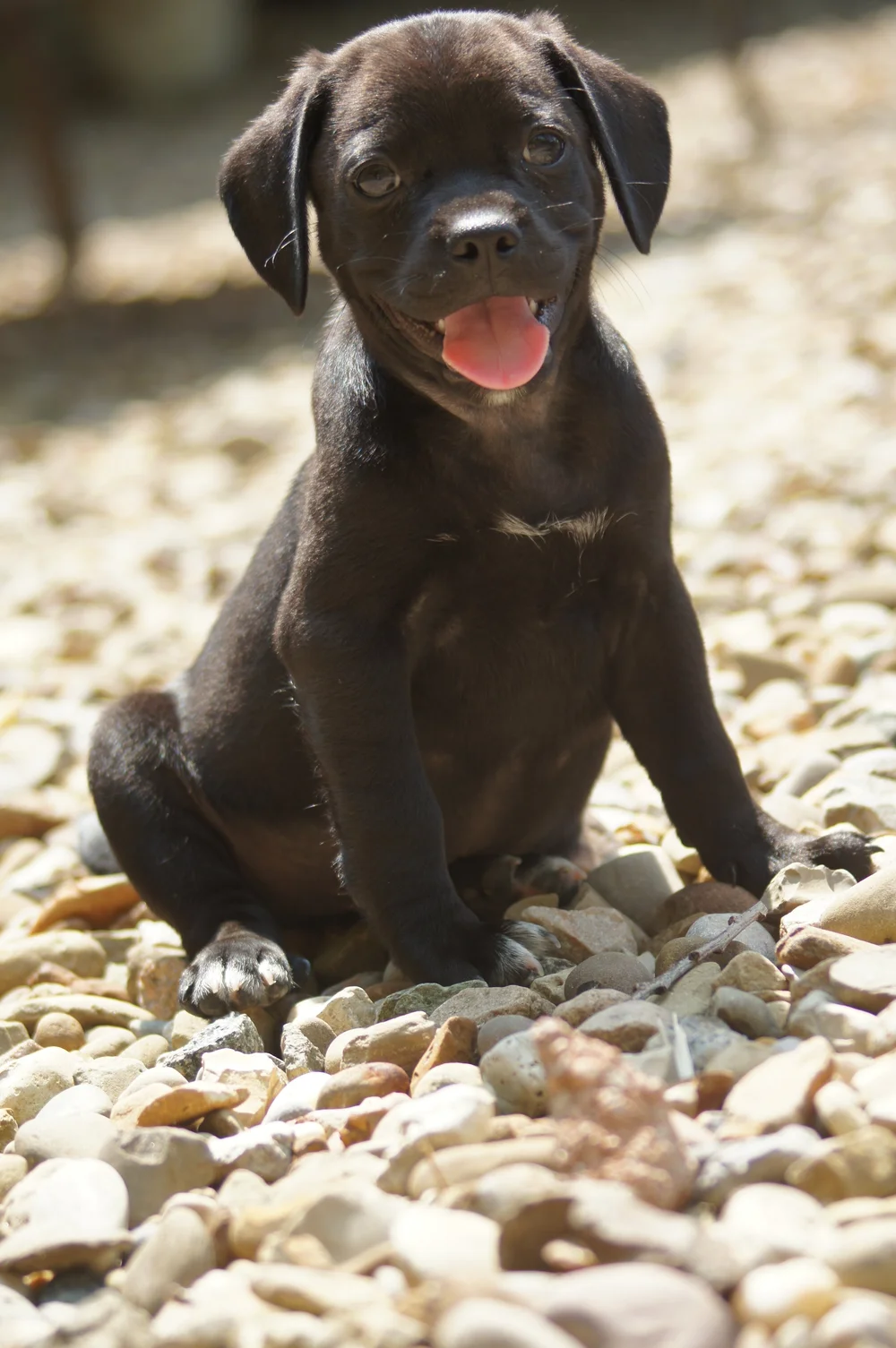 Cute Puggle From our small farm to your home.