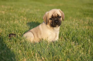 Cute Puggle From our small farm to your home.