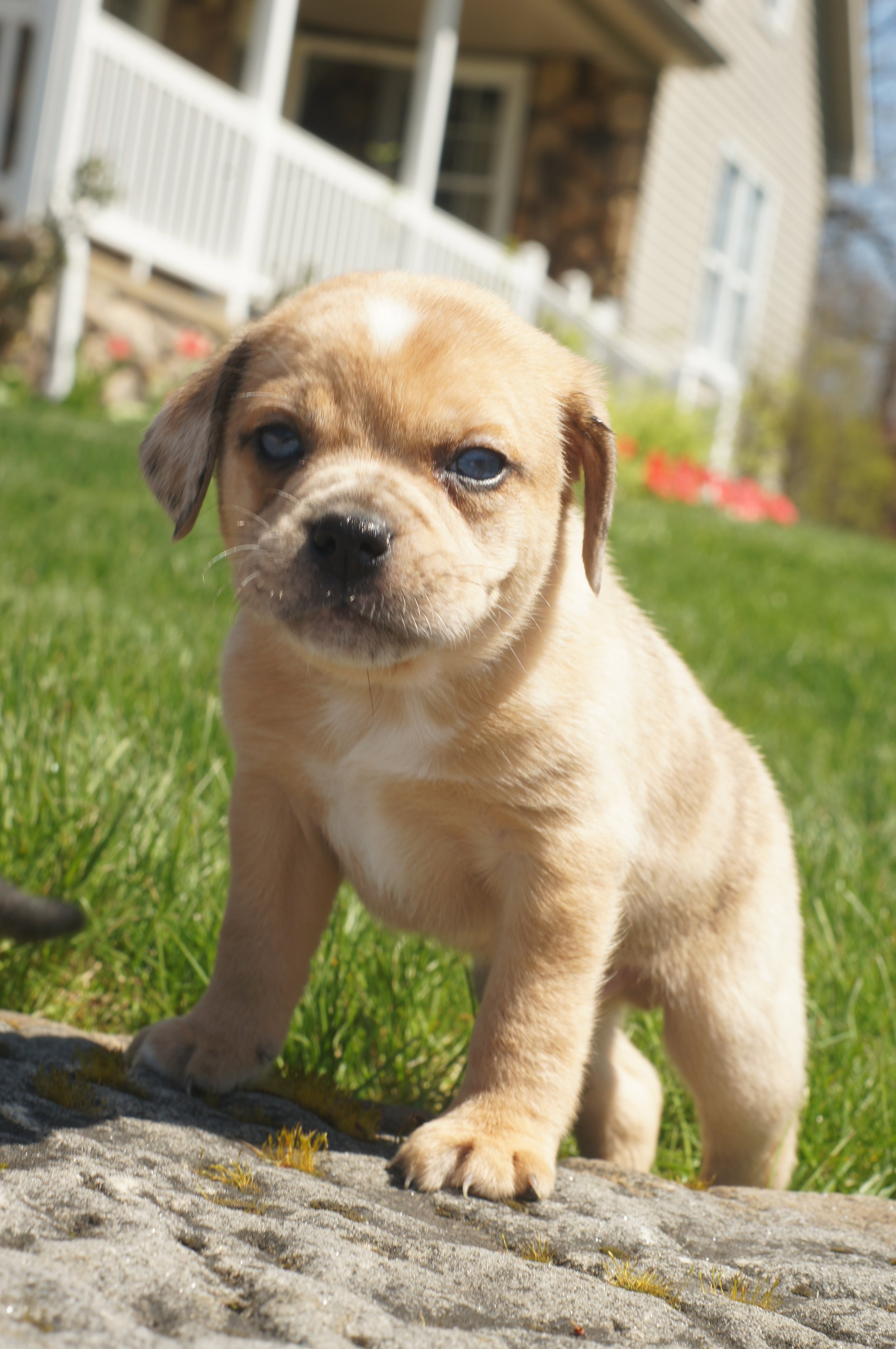 Fawn Merle Male 2blue eyes — Cute Puggle