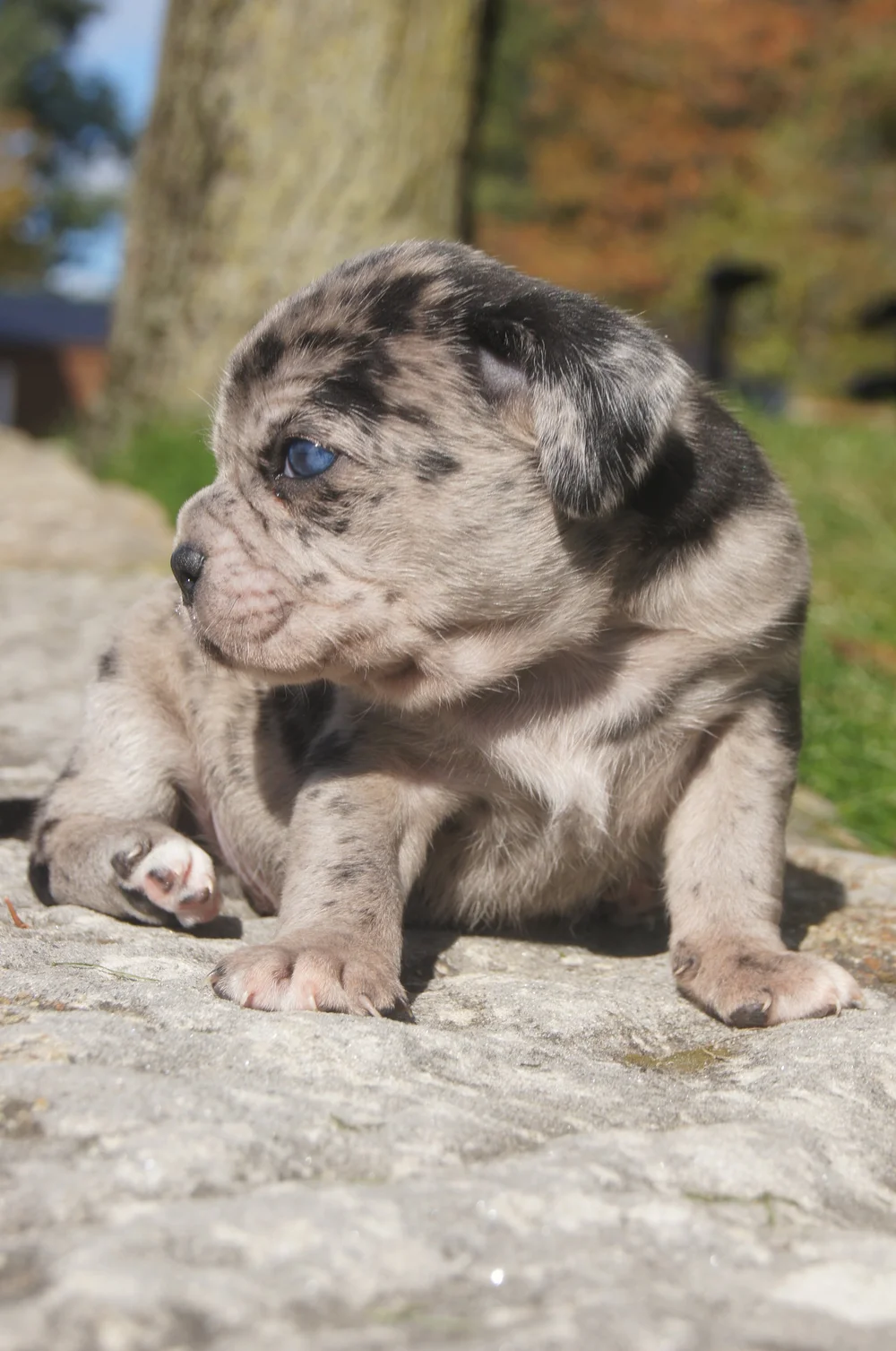Cute Puggle From our small farm to your home.