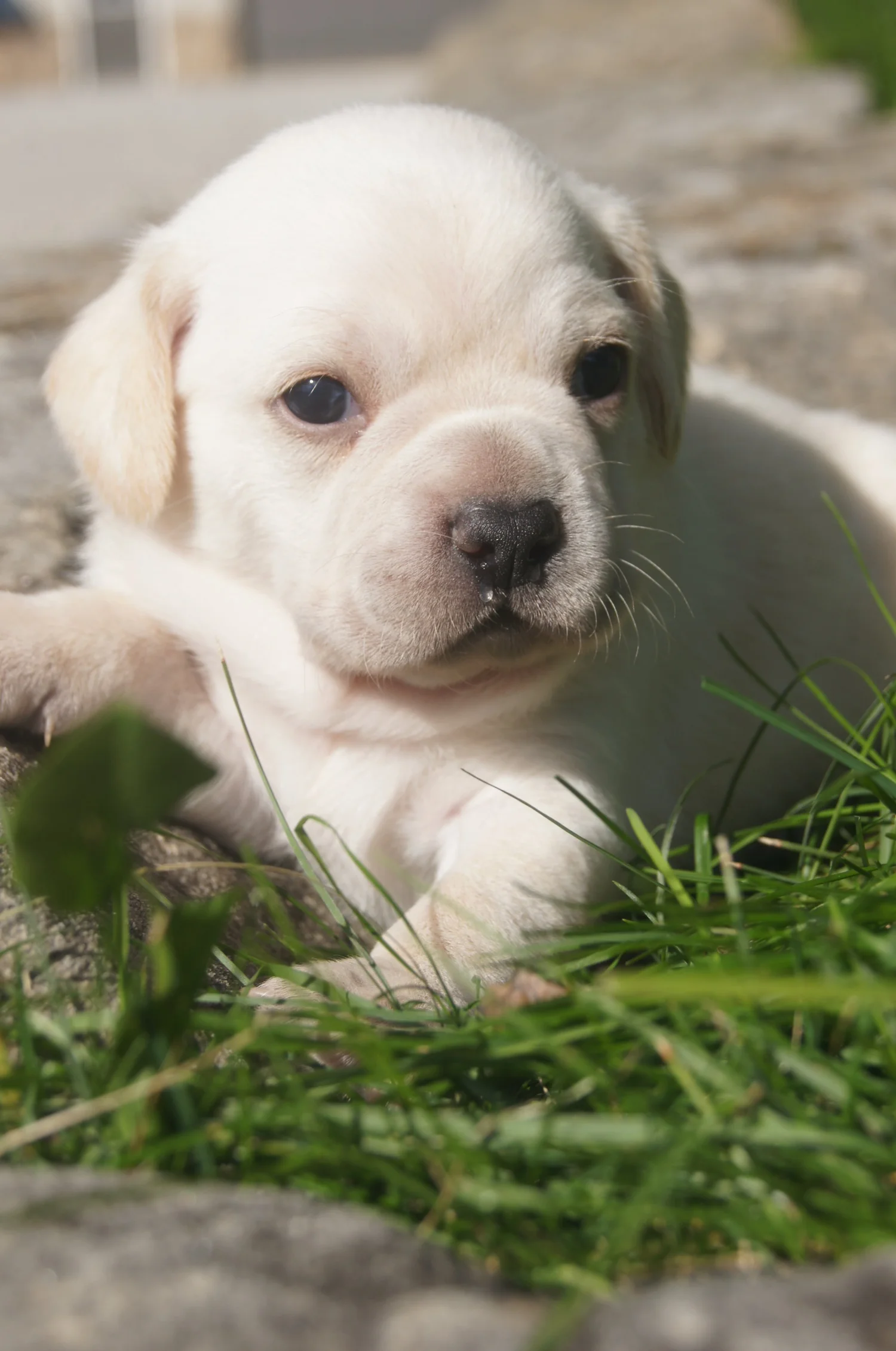 Cute Puggle From our small farm to your home.