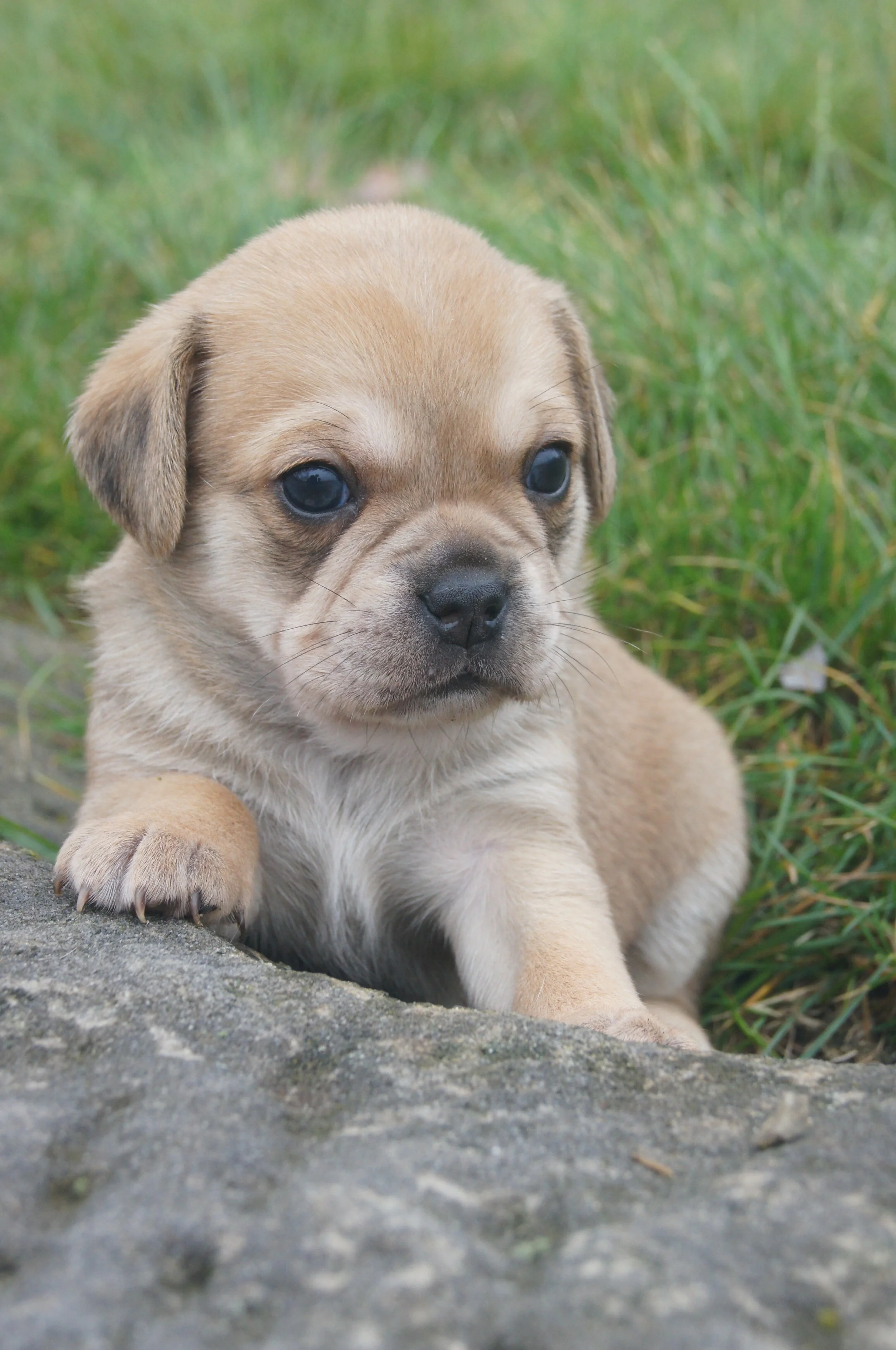 Cute Puggle From our small farm to your home.