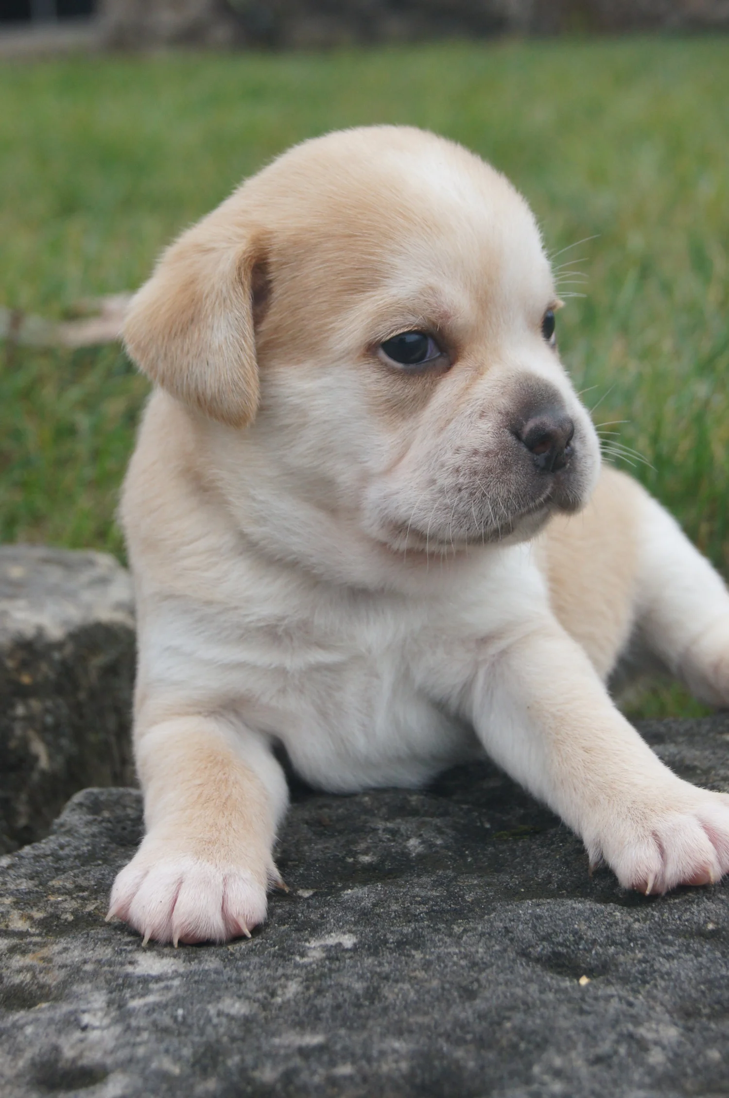 Cute Puggle From our small farm to your home.