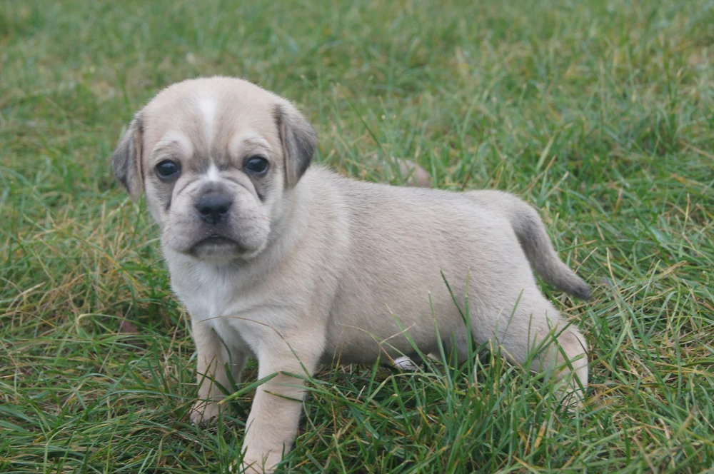 Cute Puggle From our small farm to your home.