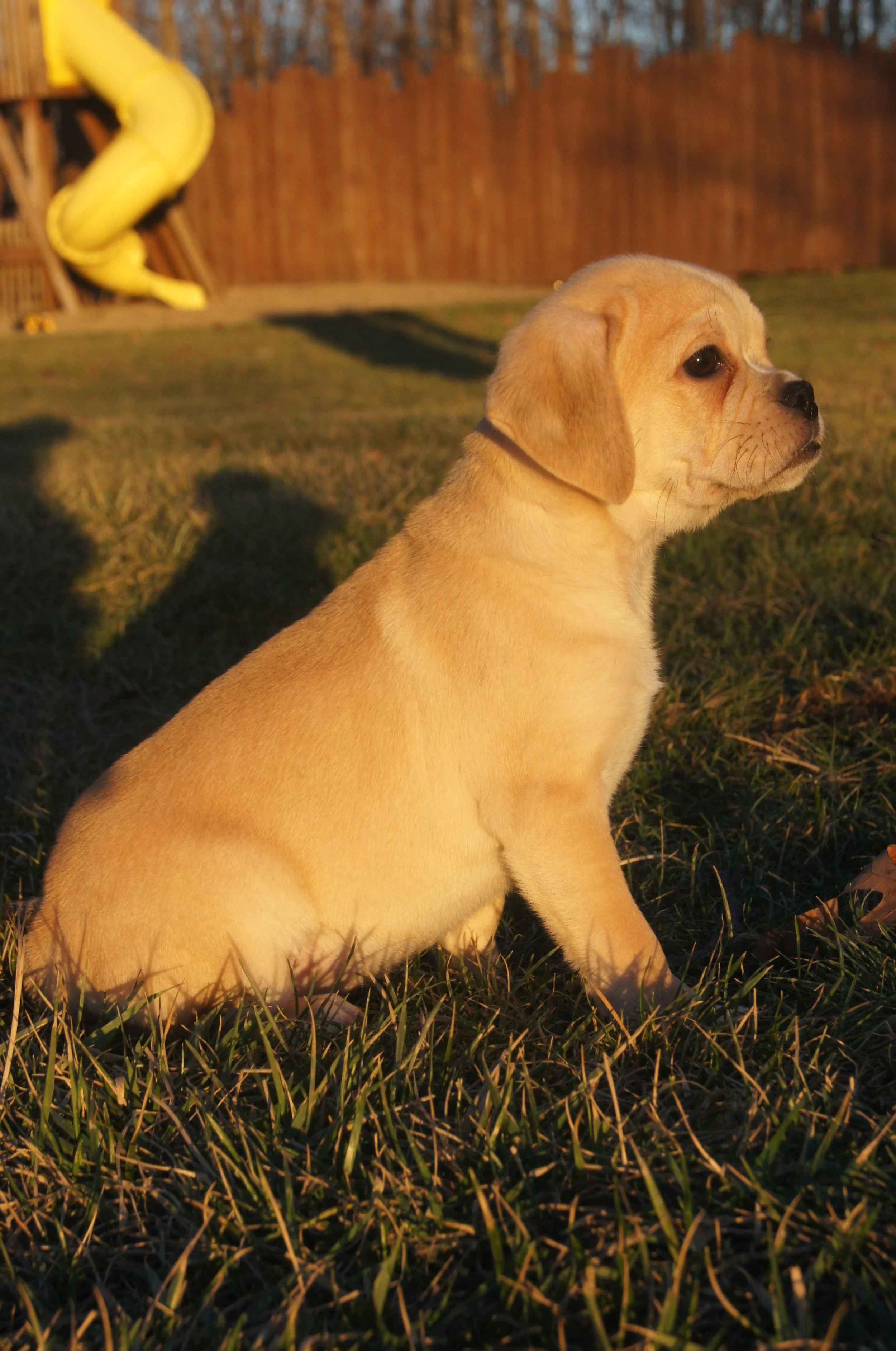 Cute Puggle From our small farm to your home.