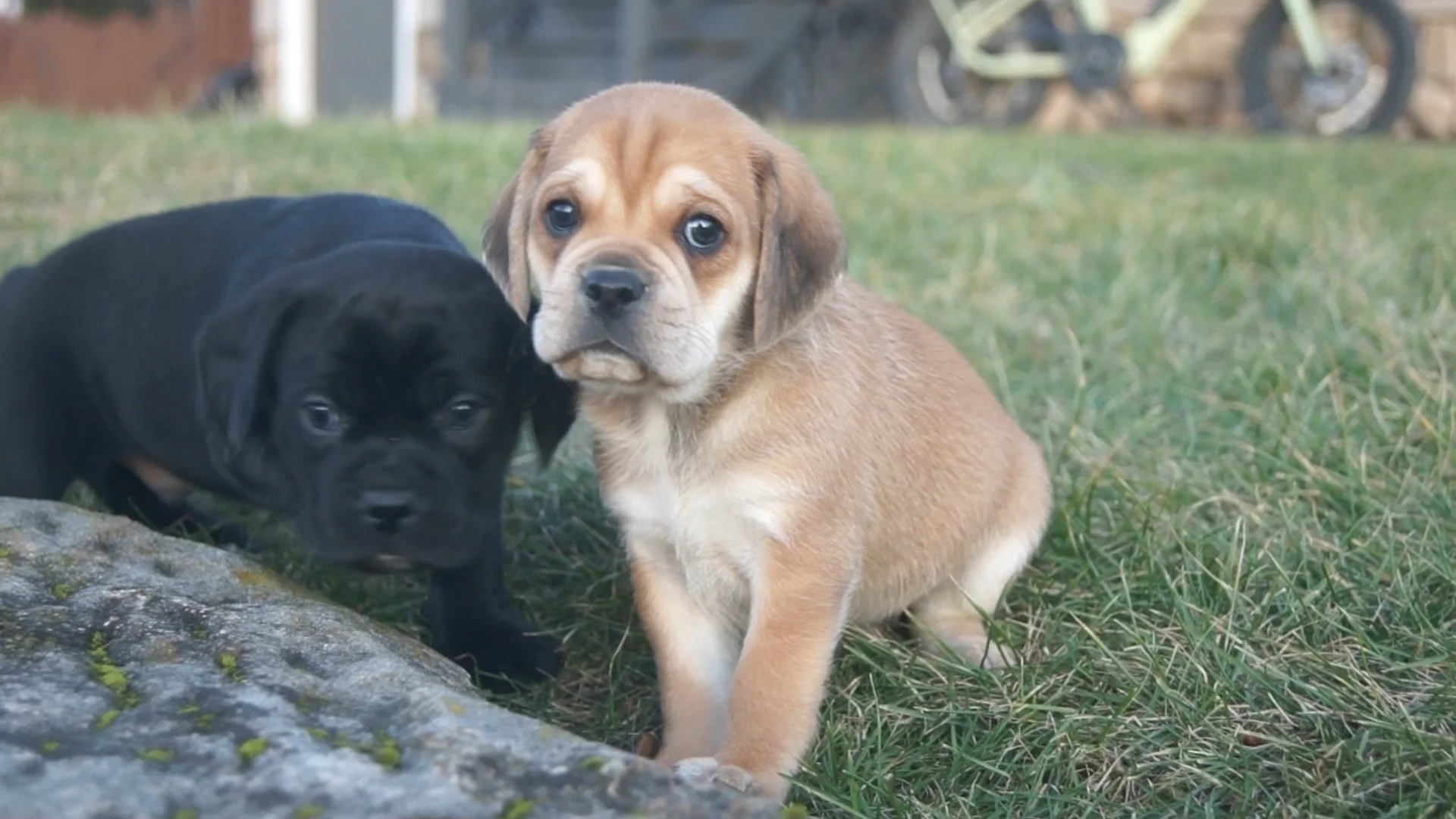 Cute Puggle From our small farm to your home.
